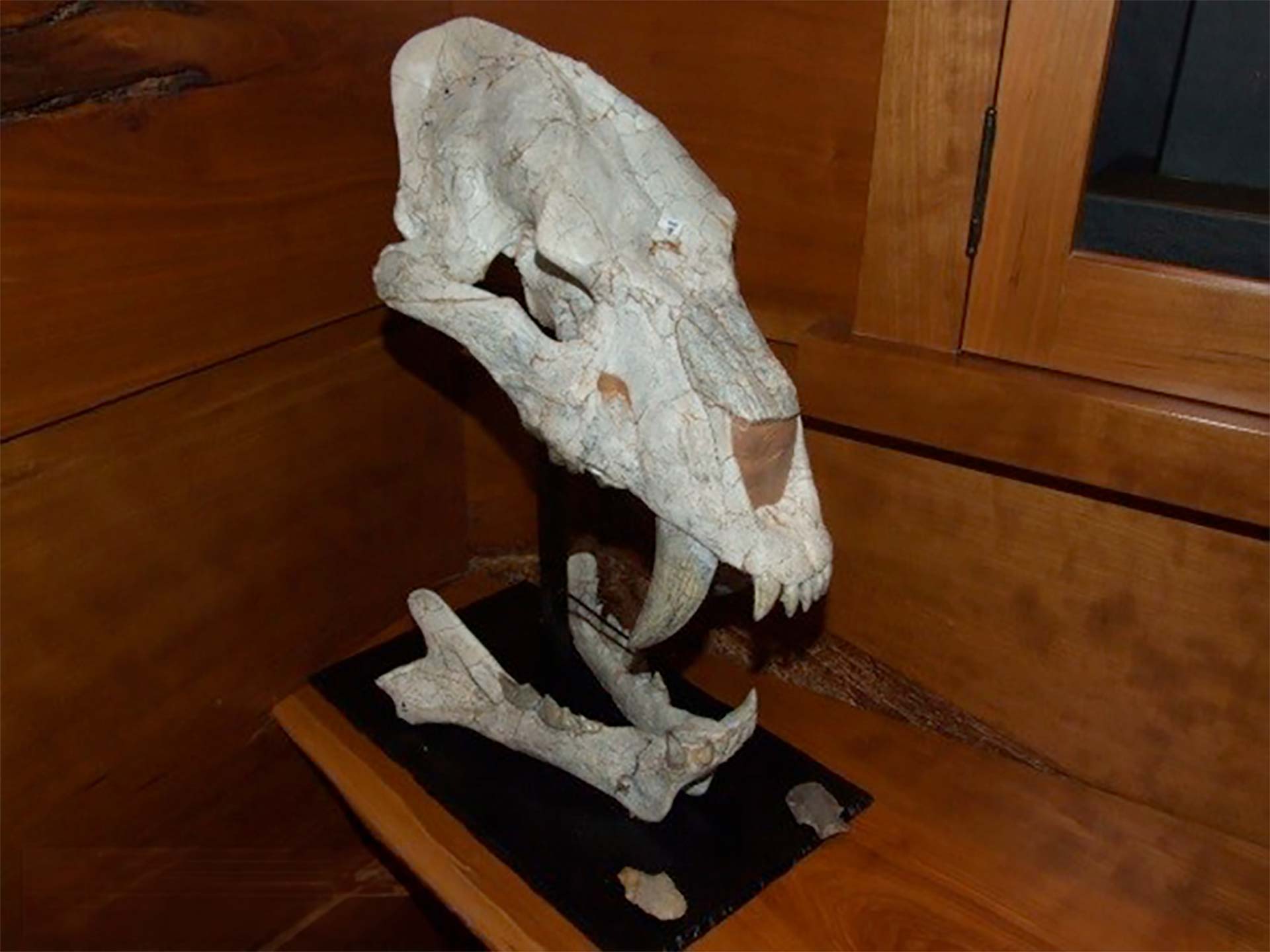 Saber tooth Tiger skull 21 inches wide
