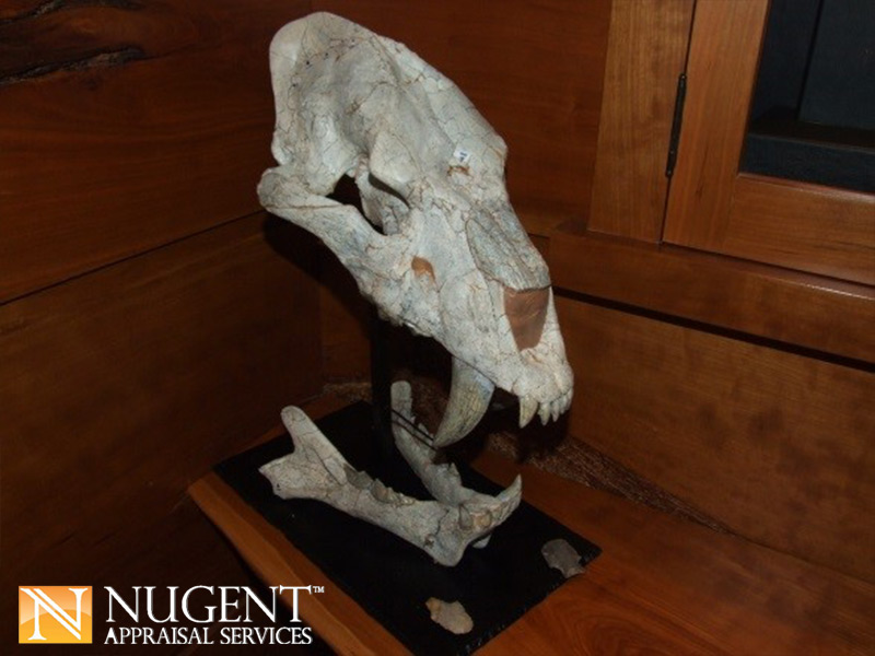 Saber tooth Tiger skull 21 inches wide